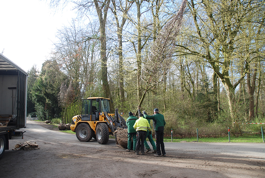 Erste Baumpflanzungen im Bürgerpark