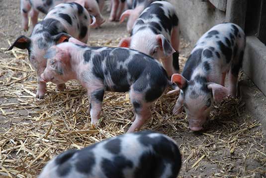 Nachwuchs im Tiergehege