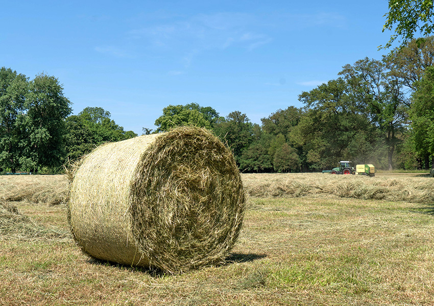 Heuernte im Bürgerpark